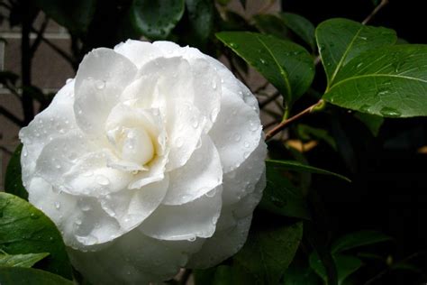 4 Camellia Varieties To Grow In Your Landscape