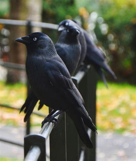 A Beautiful Crow And His Jackdaw Friends The Crow Was Slightly Nervous