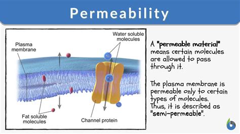 Permeability Definition And Examples Biology Online Dictionary