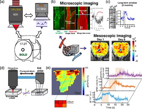 Cranial Window For Longitudinal And Multimodal Imaging Of The Whole Mouse Cortex