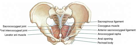 Sacrococcygeal Ligament