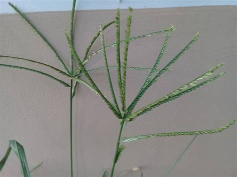 Goosegrassparagis 10 Potential Health Benefits Use And General Information Health Benefits