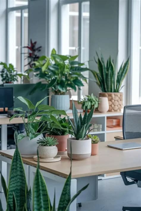10 Best Indoor Plants For Office Low Maintenance Plants