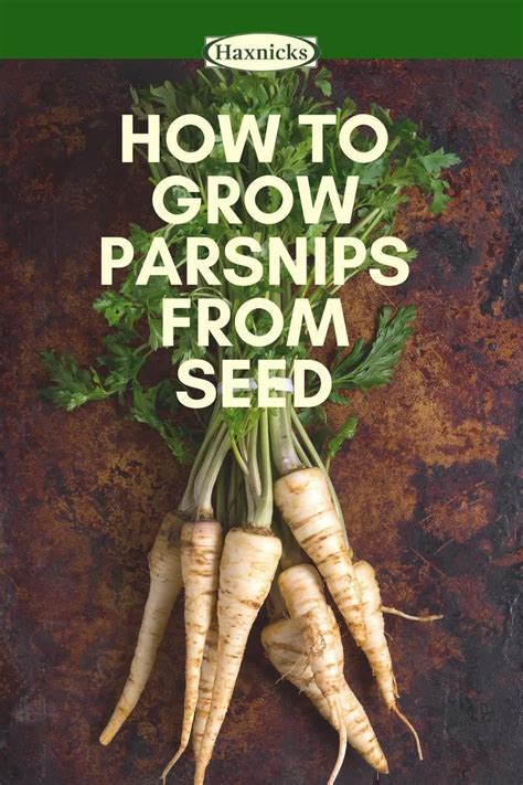 How To Grow Perfect Parsnips Artofit