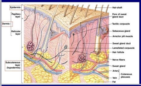 Cutaneous Membrane Flashcards Quizlet