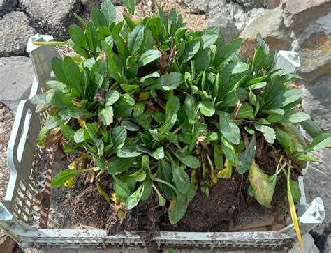 Симферополь Ромашка садовая крупная многолетняя морозостойкая пример цветения на 2 фото