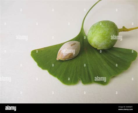 Ginkgo Seeds Or Ginkgo Nuts And A Leaf From The Ginkgo Tree Ginkgo