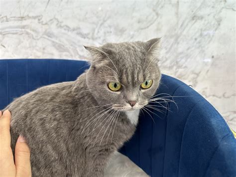 스코티쉬폴드 소라 샴분양가격 셀커크렉스분양가격 스코티쉬폴드분양가격 스핑크스분양가격 아메리칸숏헤어분양가격 아메리칸컬분양가격 아비시니안분양가격 엑조틱분양가격 터키시앙고라분양가격