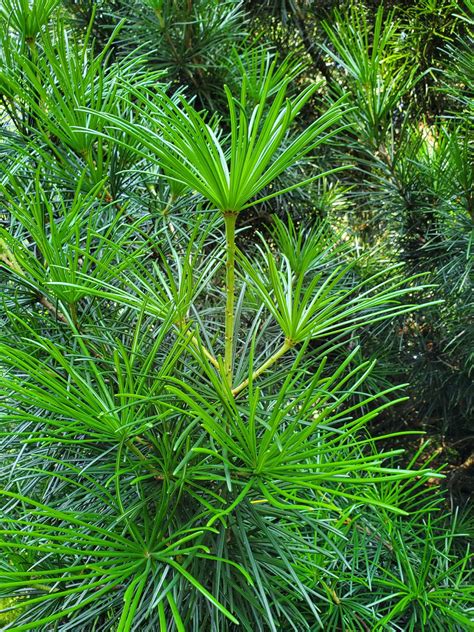 Japanese Umbrella Pine Aspen Tree Expert Co Inc