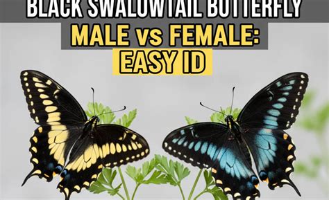 Black Swallowtail Butterfly Male Vs Female Differences