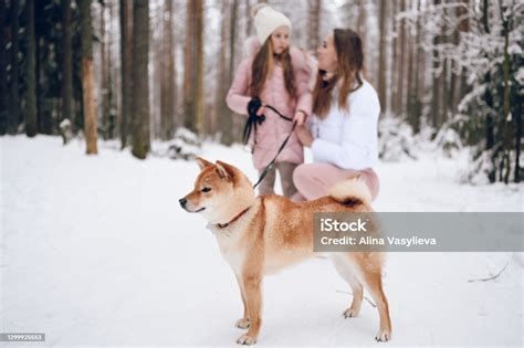 행복한 가족 젊은 어머니와 분홍색 따뜻한 아웃웨어에 작은 귀여운 소녀는 야외에서 눈 덮인 흰색 추운 겨울 숲에서 붉은 시바 이누