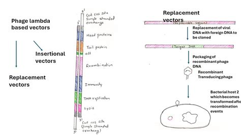 Viral Vectors Bacteriophage Lambda And Filamentous Phage M13 Youtube