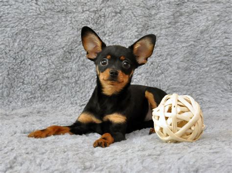 Той Терьер Фото Собака Щенок — Фото Картинки