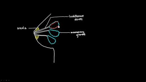 The Reproductiove System Breast Anatomy Youtube