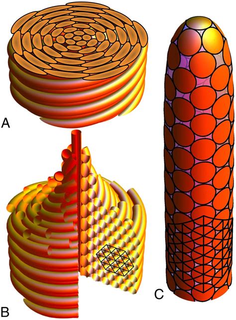 Non Euclidean Geometry Of Twisted Filament Bundle Packing Pnas