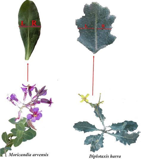 Measurement Method Of Fluctuating Asymmetry In The Leaves Of The Two