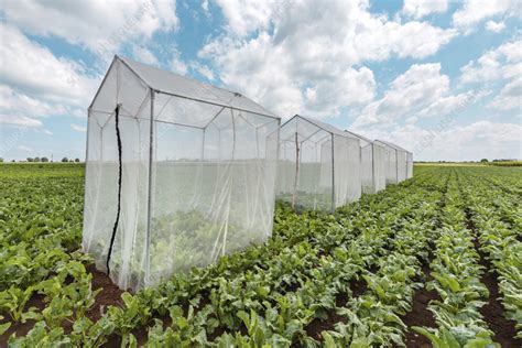 Sugar Beet Pollination Control Tents Stock Image F041 5211