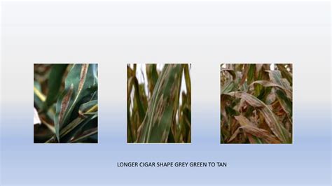 Maize Leaf Blight Of Maize In Sorugam Le Ppt