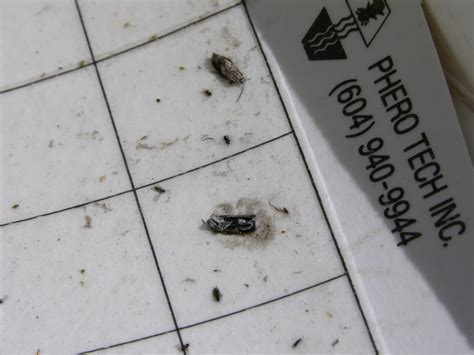 Codling Moth Xtremehorticulture