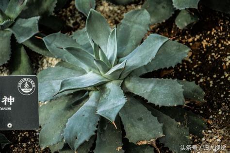武漢植物園欣賞下生長在沙漠裏面的那些生命 每日頭條