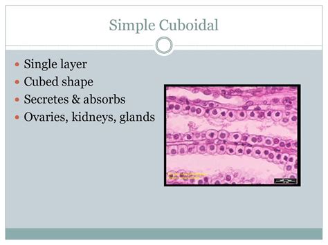 Put The Names In Order From Smallest To Largest Pgs Ppt Download