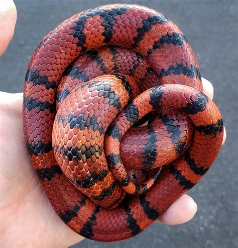 Ball Python Hybrids Ball Pythons Morphmarket Reptile Community