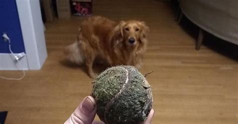 Dogs Want Only One Thing And Its Fucking Disgusting Album On Imgur