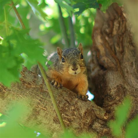 Sam Noble Museum 🐾 Frozen In Time The Sabertooth Cat Mummy ️ A Young Sabertooth Cat
