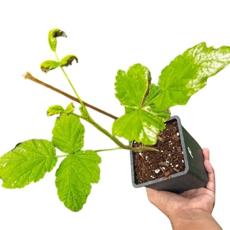 Buy 1 Raspberry Plant Rare Jiffy Plants Affordable Price