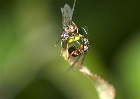 Animal Sex How Ants Do It Live Science