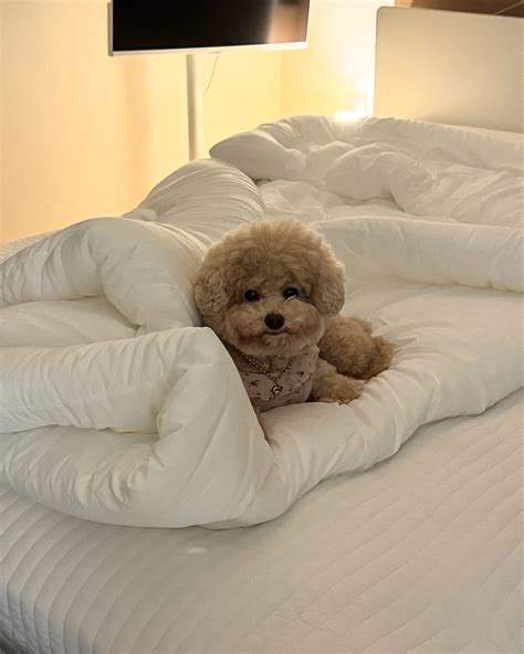 ᴾᴱᴬᴺᵁᵀ ෆ ᴰᴬᴹᴵ 모달100침구공구중 ⠀⠀ 오늘 아침 풍경☁️ 다미는 아빠 새벽 출근하고 바로 내 옆으로 쏘옥 😌 ⠀⠀ 옛날엔 땅콩이가 먼저 일어나 깨웠는데