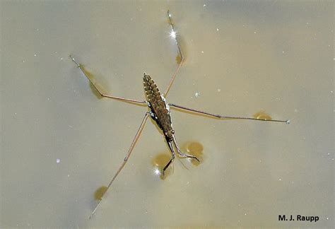 Water Strider Insect