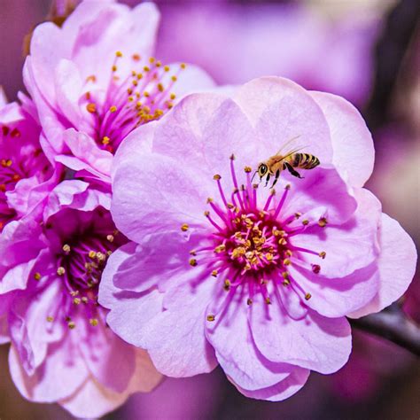 百花盛开 告春梅花（摄影：孙农亮） 山东科技大学新闻网
