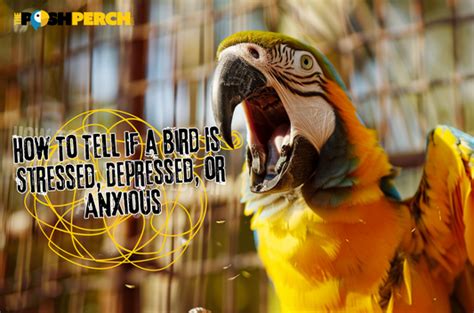 Signs Of Illness In Parrots What Every Owner Needs To Know The Posh