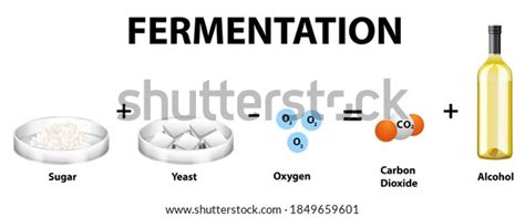 Alcoholic Fermentation Chemical Equation Illustration Stock Vector