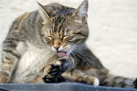Cat Licking Itself Stock Photos Free Royalty Free Stock Photos From Dreamstime