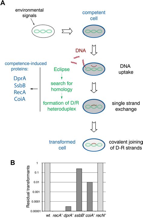 Transformation Bacterial