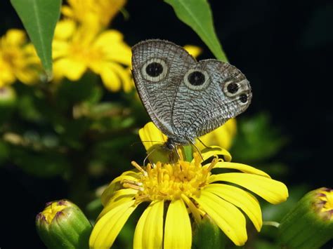 ウラナミジャノメ 虫つれづれ対馬v2