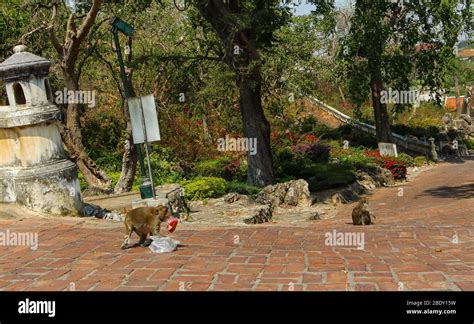 Monkey Assassin Thief Stealing Bag With Watermelon Phetchaburi