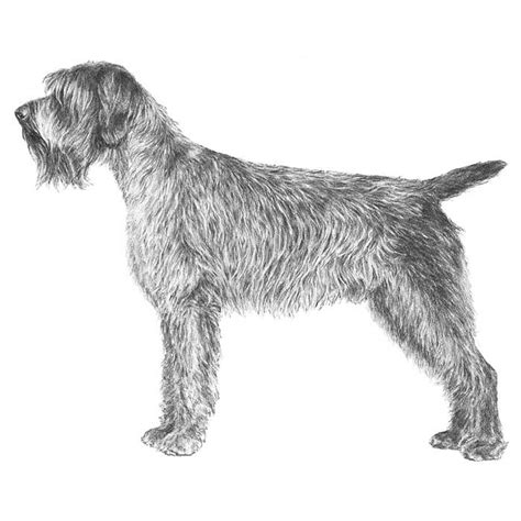 Wirehaired Pointing Griffon German Wirehaired Pointer Spinone Italiano Wirehaired Vizsla Puppy