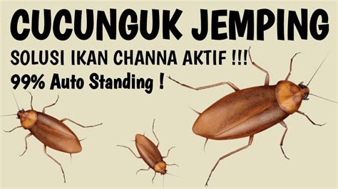 Cucunguk Jemping Youtube