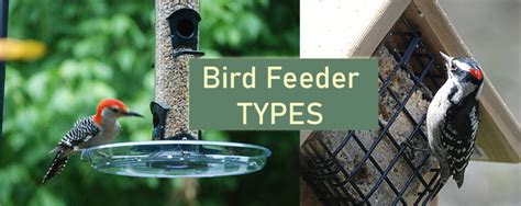 10 Different Bird Feeder Types That Attract Birds To Your Yard