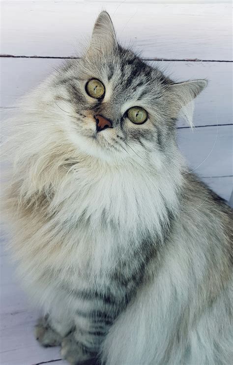 Fluffy Grey Cat