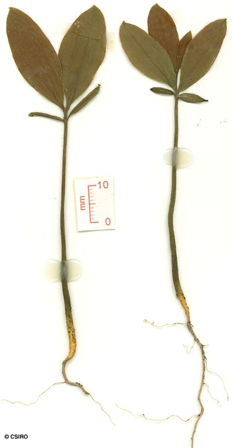 Exocarpos Latifolius
