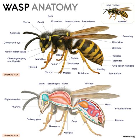 Grasshopper Types Anatomy Habitat Diet Lifespan And Life Cycle