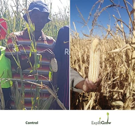 Commercial Maize Yields Up By And Rural Development Maize Up By Case Study