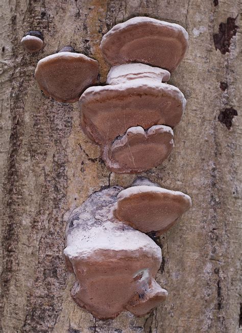 Phellinus Alni Ohňovec Olšový