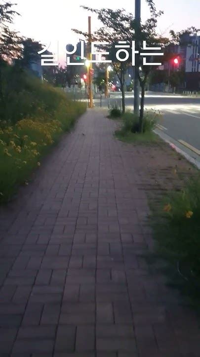 새벽에 길 인도하는 참새 Youtube