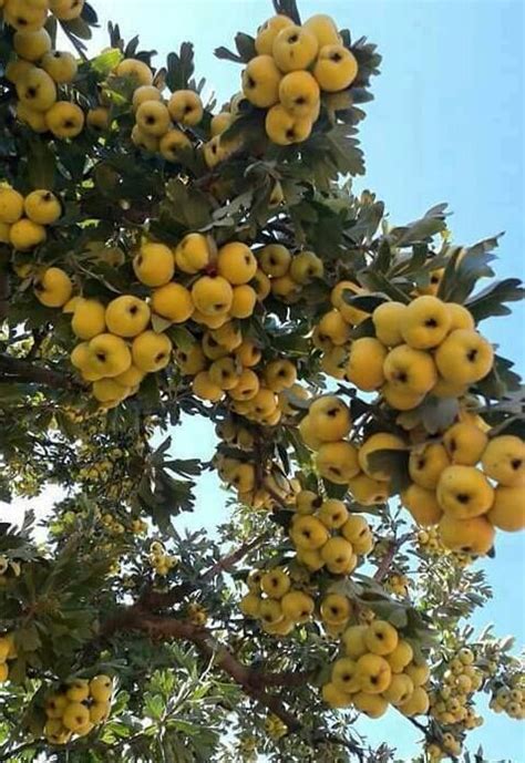 П Р И Р О Д А Fruit Garden Fruit Tree Garden Espalier Fruit Trees