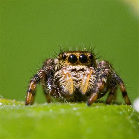 Do Jumping Spiders Spin Webs